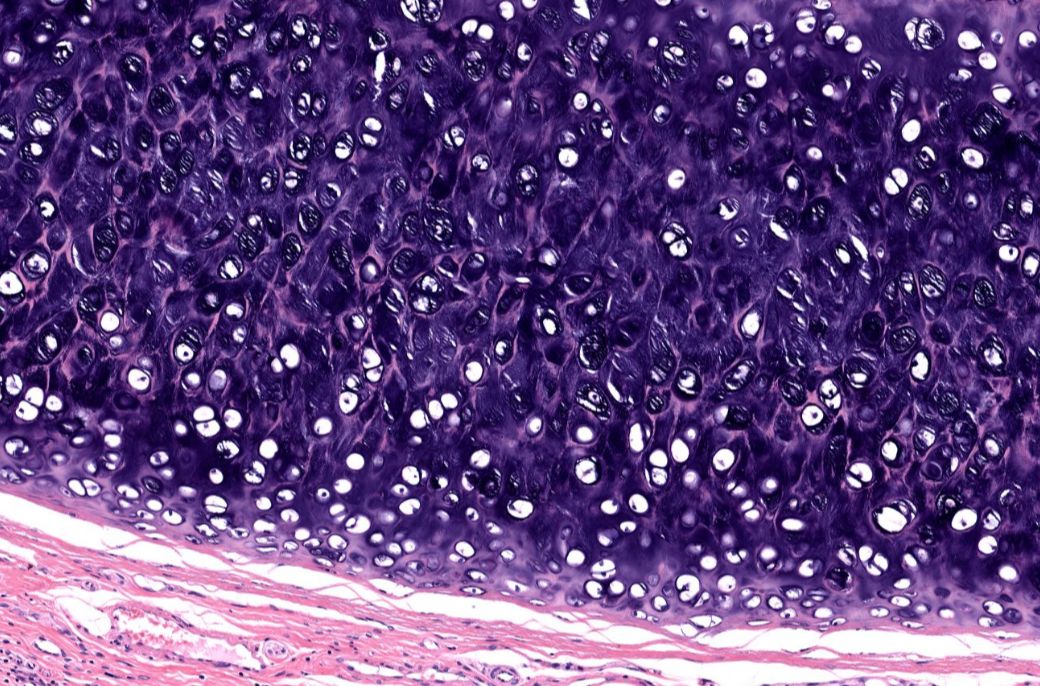 Cartílago - Departamento de Histología