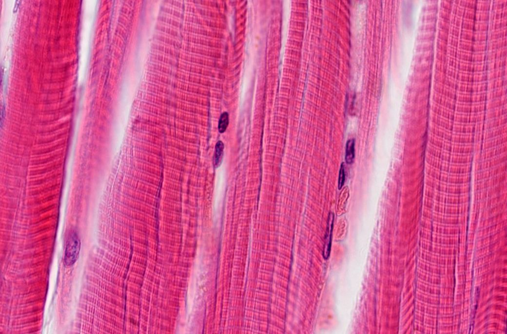 Músculo esquelético - Departamento de Histología