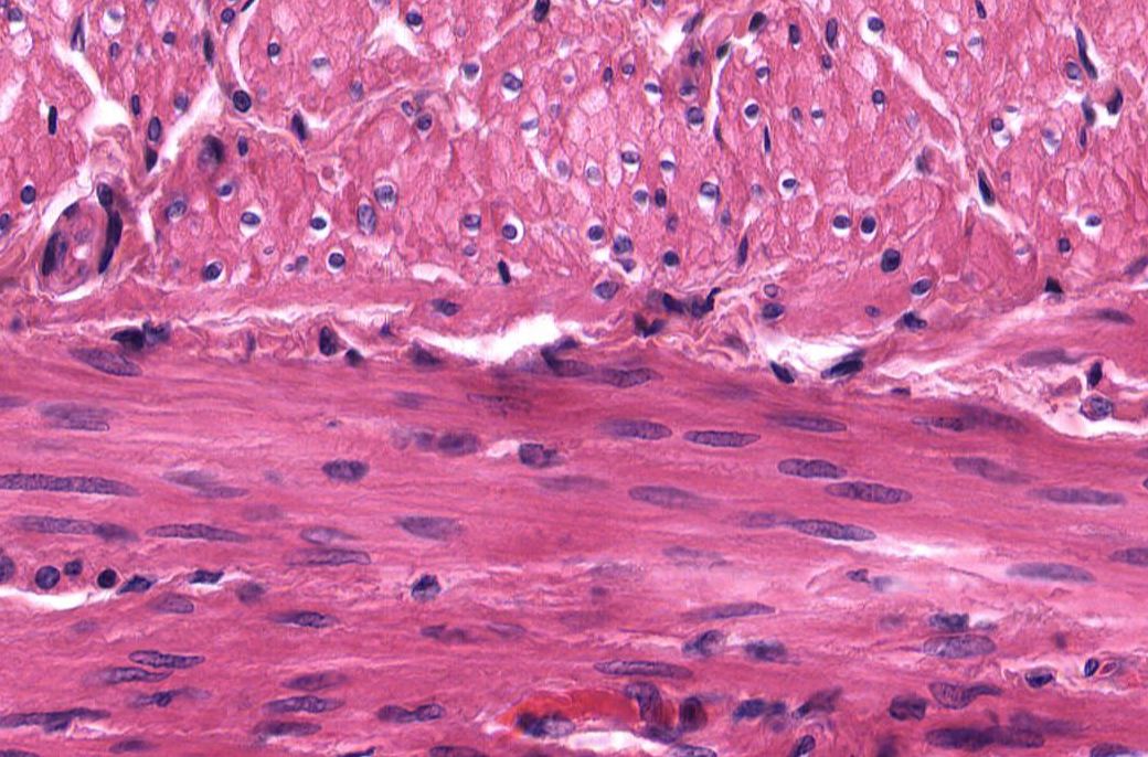 Músculo liso - Departamento de Histología